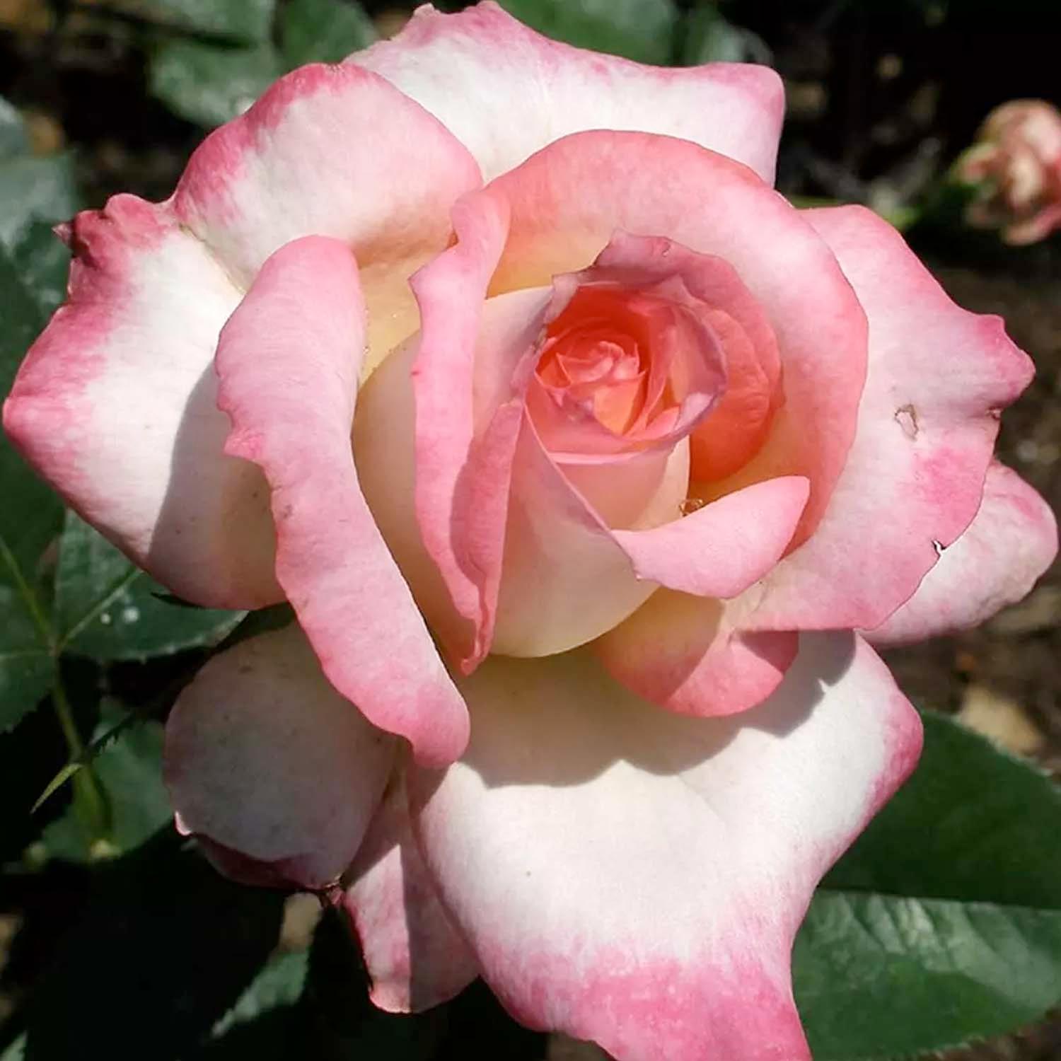 Kordes Perfecta - 5 Gallon – Roger's Gardens