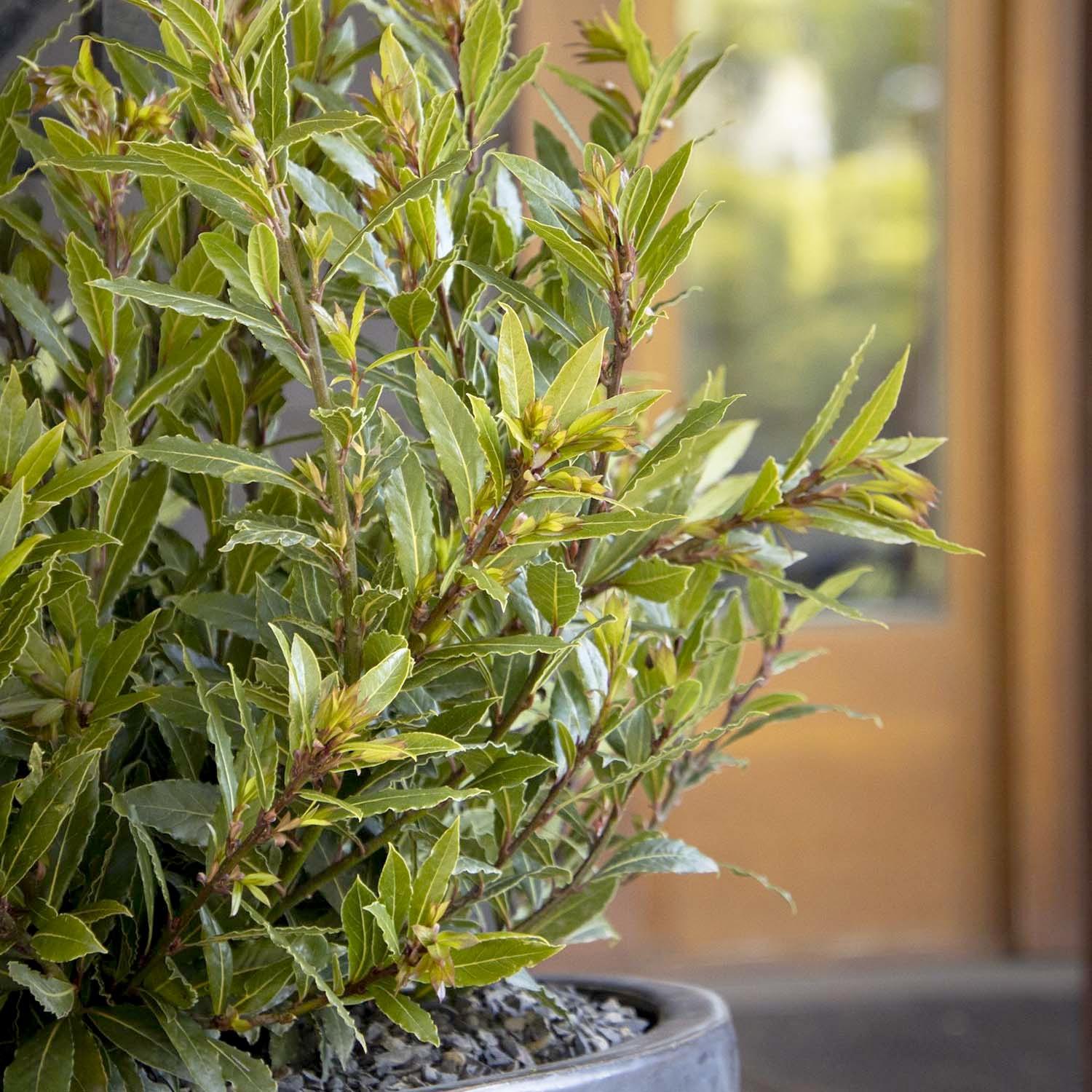 Laurus nobilis 'Little Ragu'® PP - Little Ragu Dwarf Bay - 2 Gallon ...