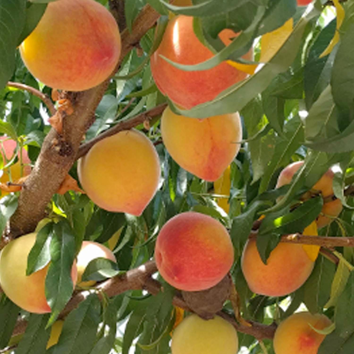 Peach 'Mid-Pride' - Mid-Pride Peach - 5 Gallon – Roger's Gardens