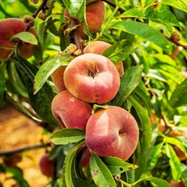 Peach 'Stark Saturn' Semi Dwarf - #5 Gallon – Roger's Gardens