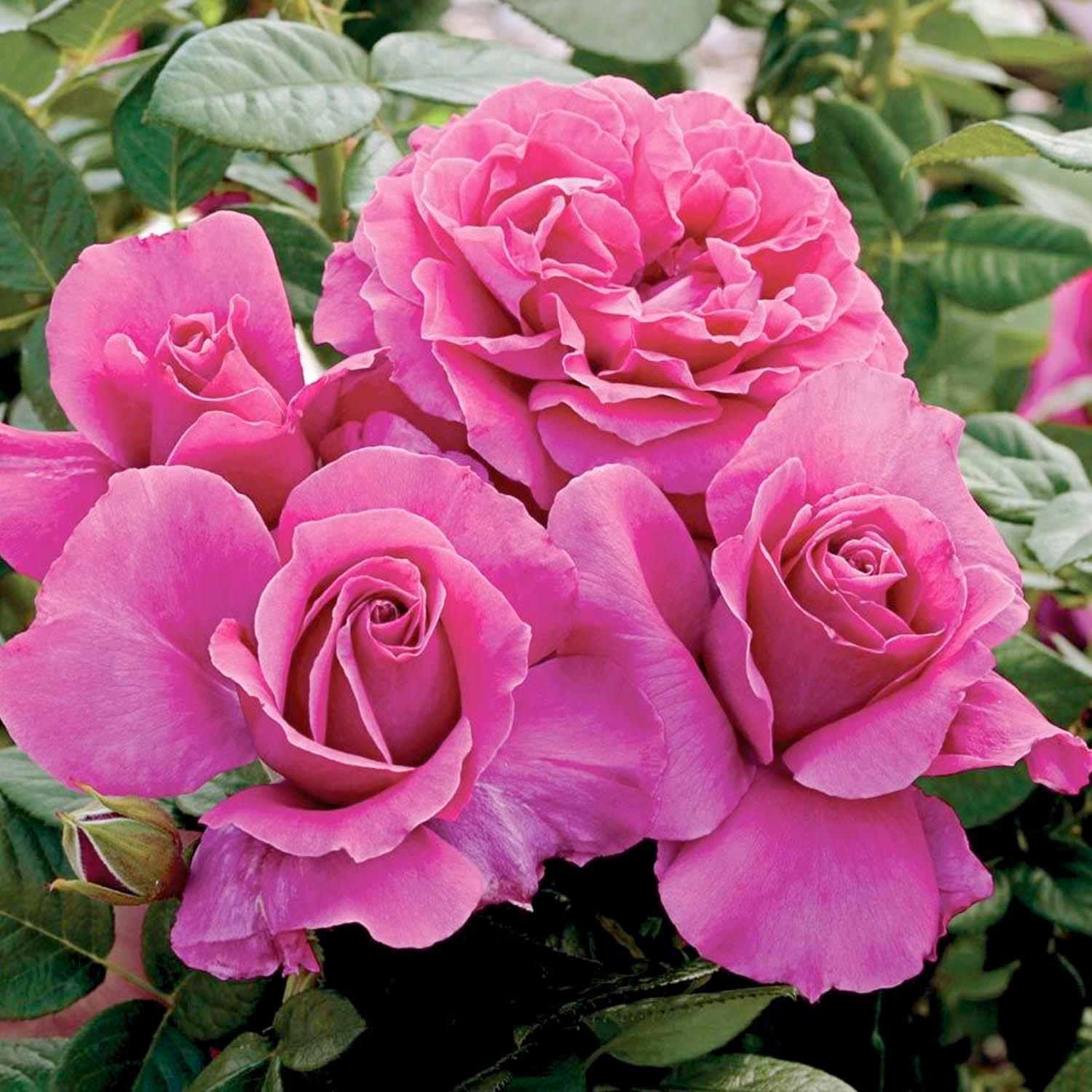 Fragrant Pink Pretty Lady Rose Bush For Sale#N#– Roger's Gardens