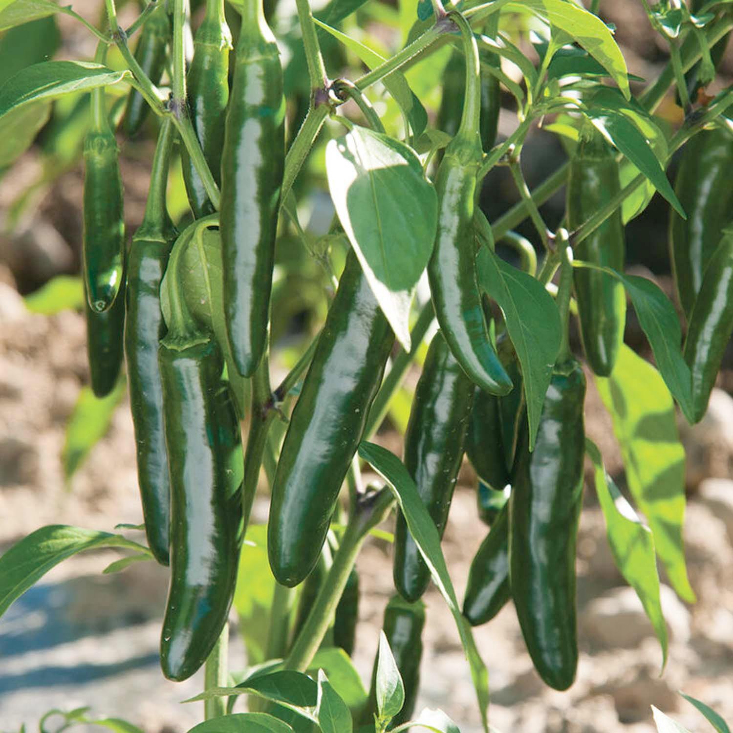 Serrano Impala - 4" Pot – Roger's Gardens