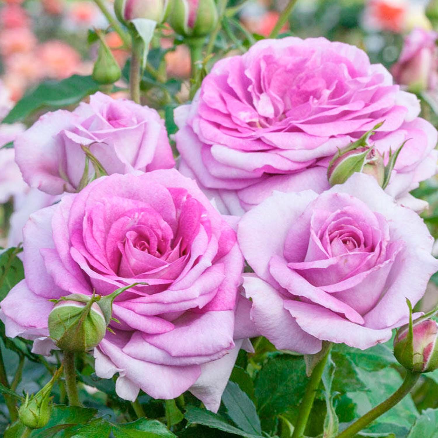 Violet's Pride - 5 Gallon – Roger's Gardens