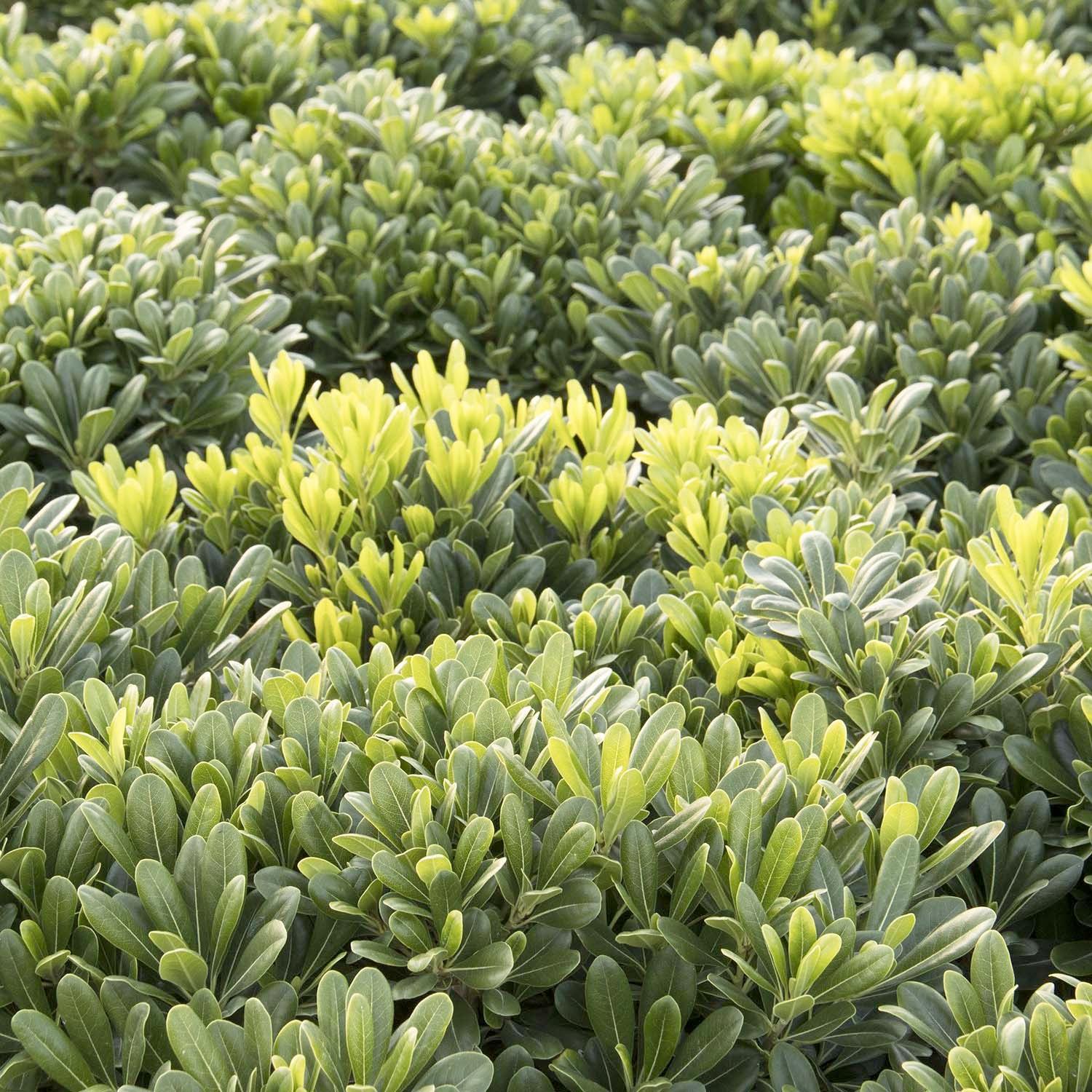 Pittosporum 'Wheelers Dwarf' - Wheeler's Dwarf Pittosporum - 5 Gallon ...