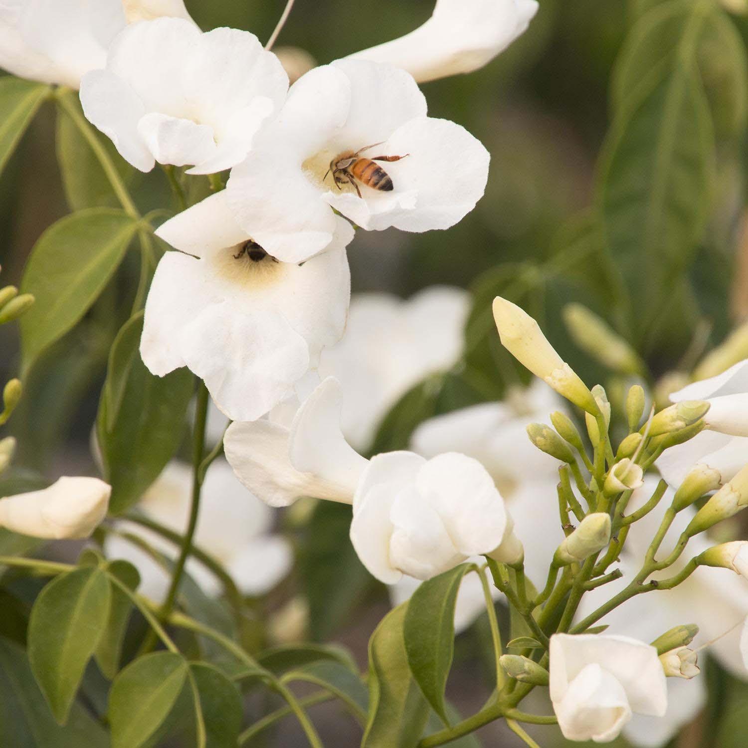 Pandorea jasminoides 'Alba' - White Bower Vine - 5 Gallon – Roger's Gardens