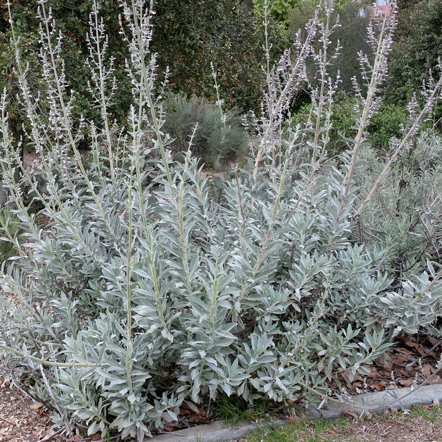 Compact White Sage- 1 Gallon – Roger's Gardens
