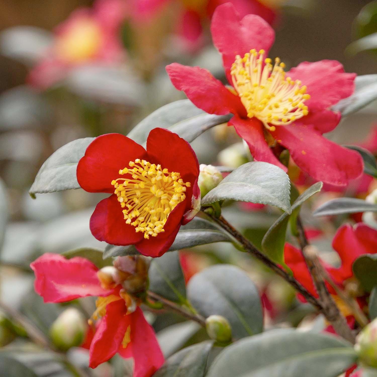 Yuletide Camellia Hedge Camellia Yuletide Suttons | Suttons